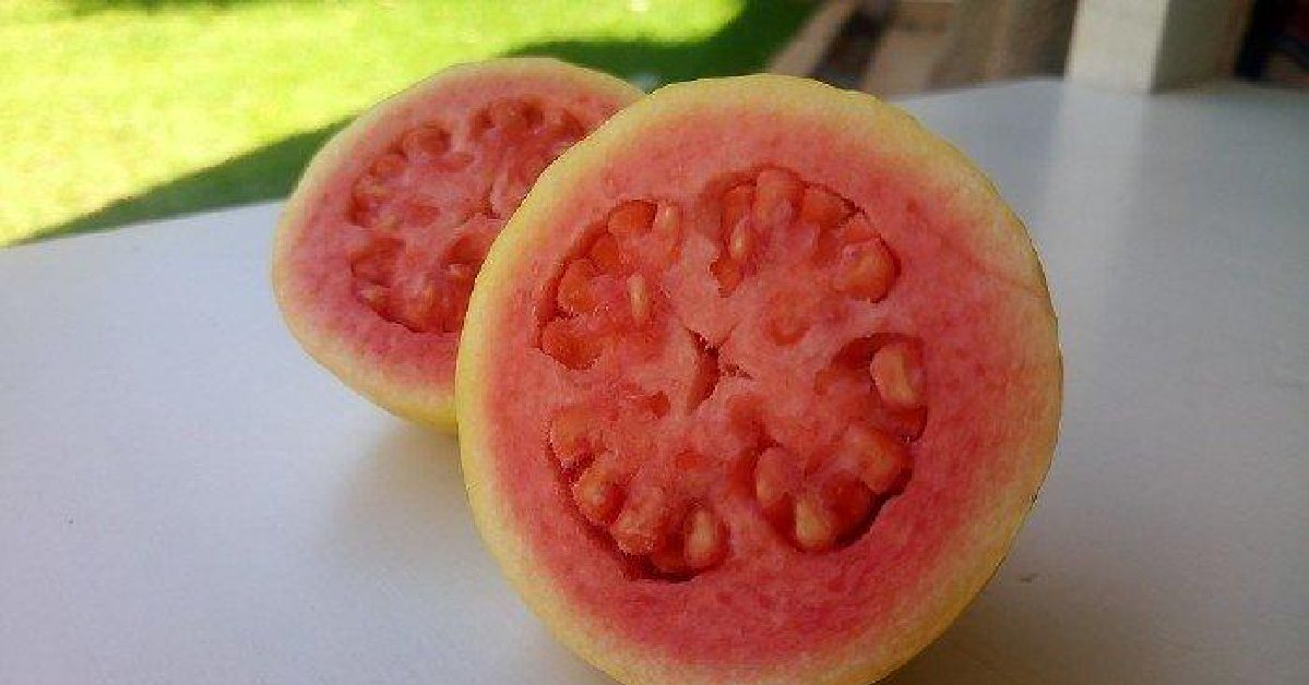 Buah Jambu Logo Buah Jambu: Over 700 Royalty Free Licensable Stock